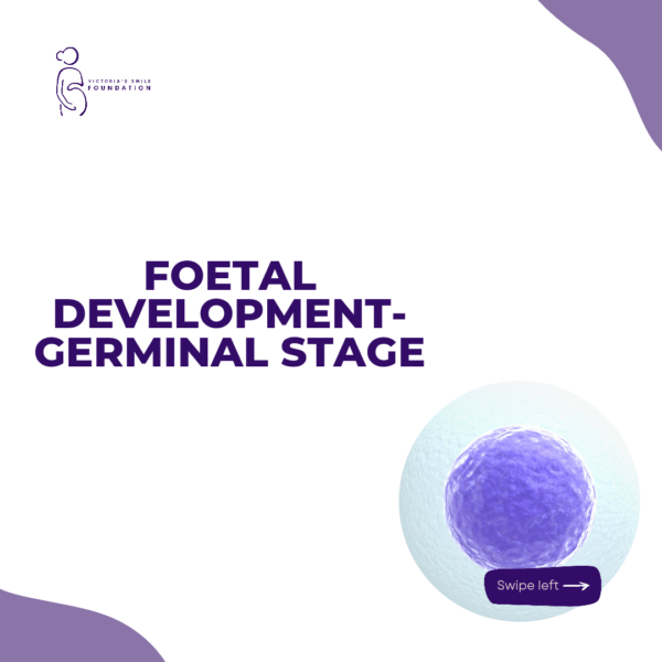 Fetal Development – The Germinal Stage – Victoria’s Smile Foundation